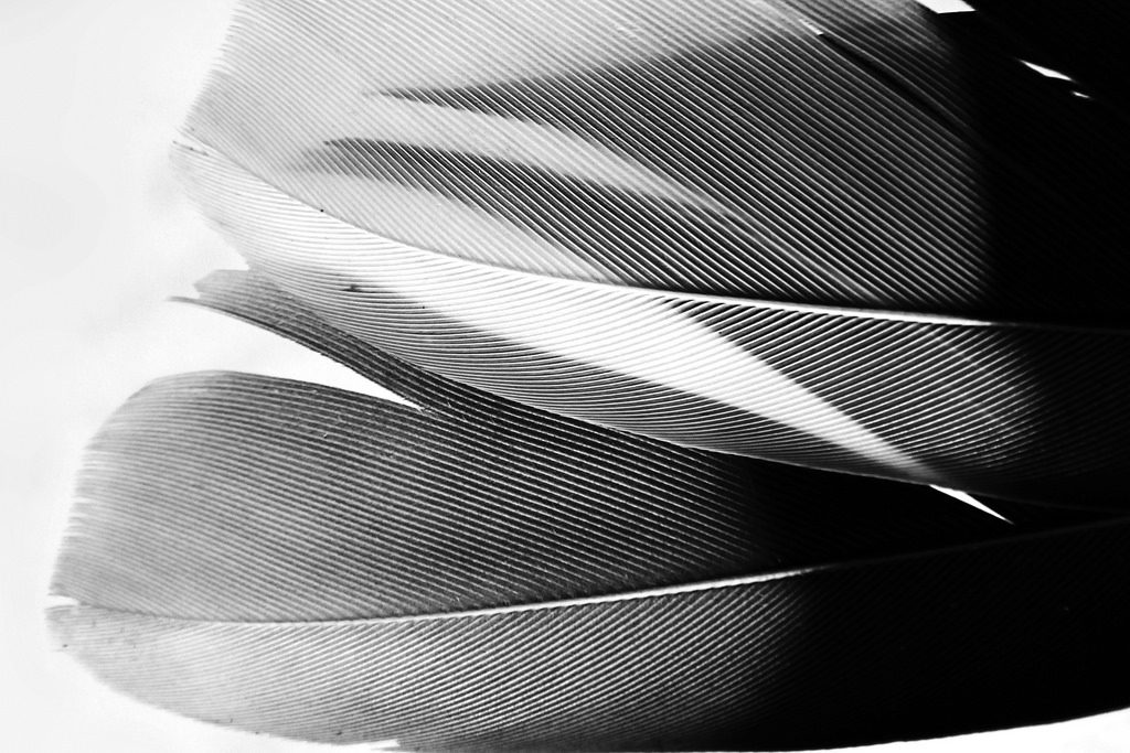 'Blackbird Bare-Knuckle Boxing' by Timothy Kercher - Pif Magazine