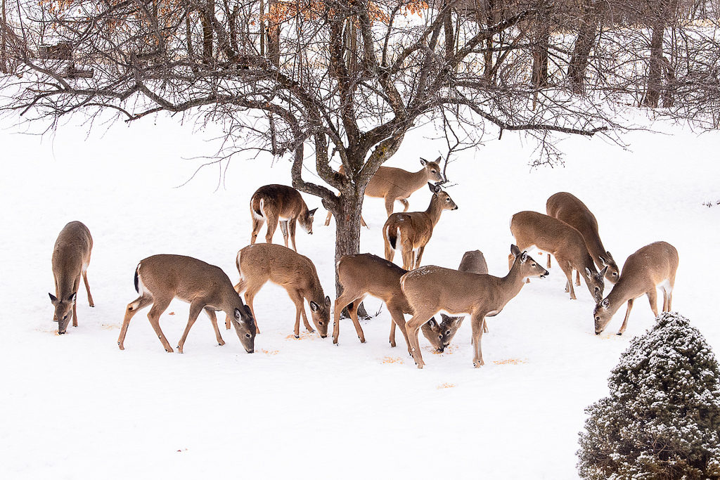 'Valley of Deer' by Timothy Kercher - Pif Magazine