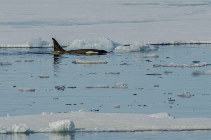 'Ice Carvings' by Gabrielle Rupert - Pif Magazine