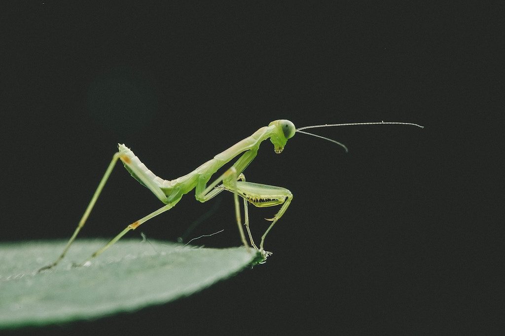 'Praying Mantises' by Soon Eu Leon - Pif Magazine
